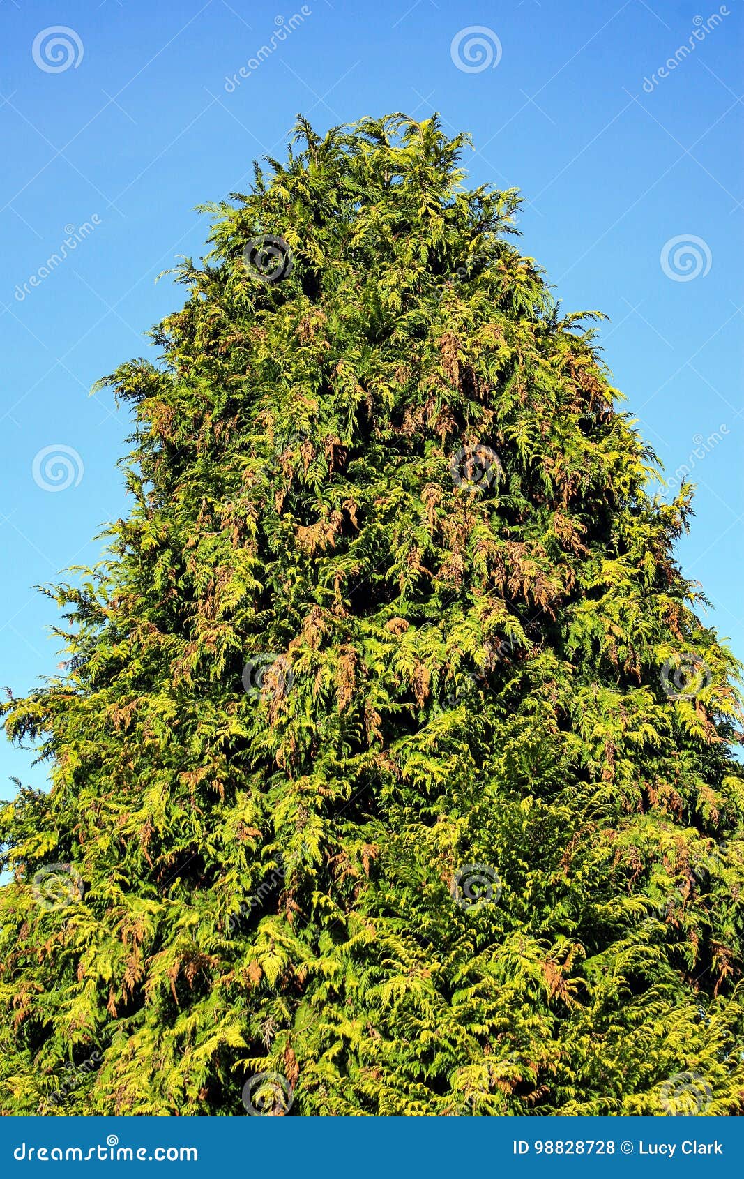 Conifer Tree And Stripped Agave Above Sea. Royalty-Free Stock Photo ...