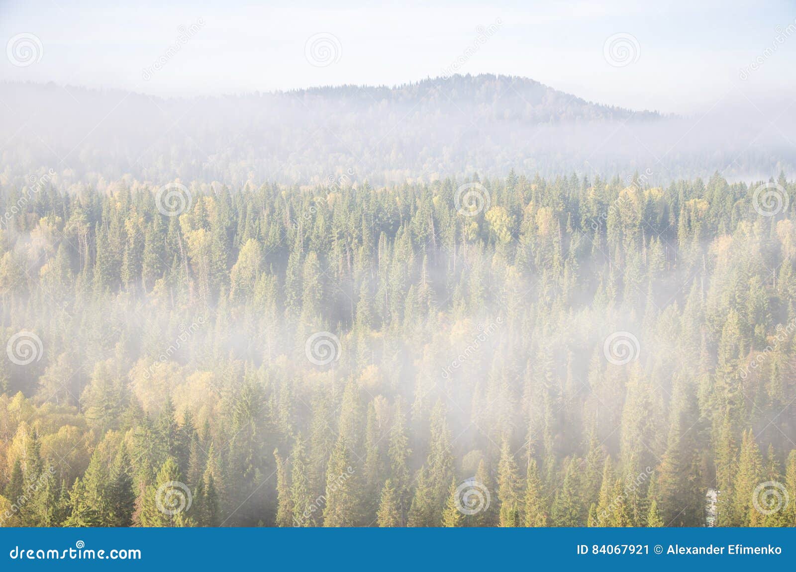Conifer Tree at the Top in the Morning Mist Stock Image - Image of ...