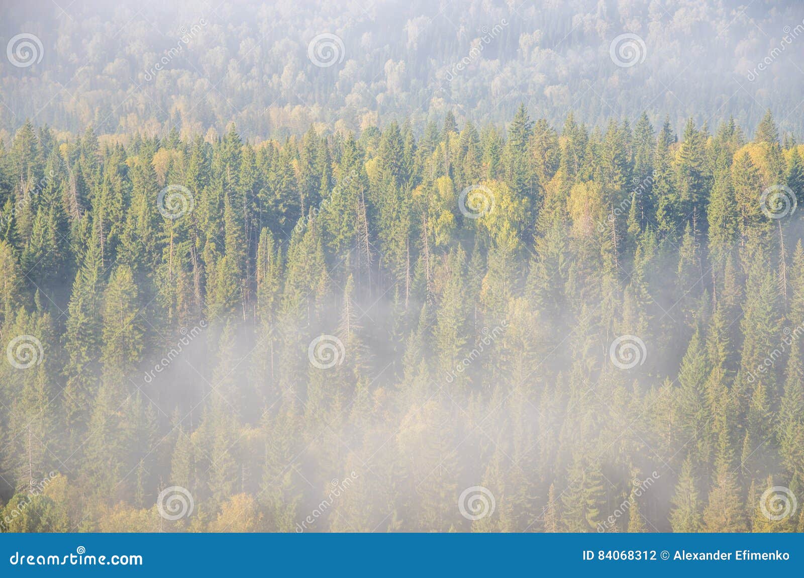 Conifer Tree at the Top in the Morning Mist Stock Photo - Image of ...