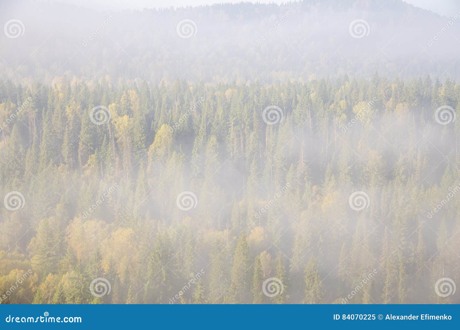 Conifer Tree at the Top in the Morning Mist Stock Image - Image of ...