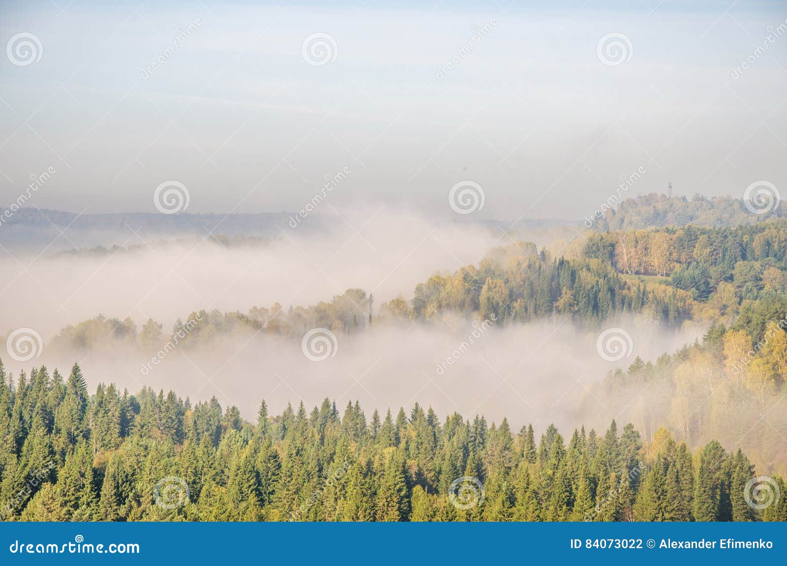 Conifer Tree at the Top in the Morning Mist Stock Photo - Image of ...