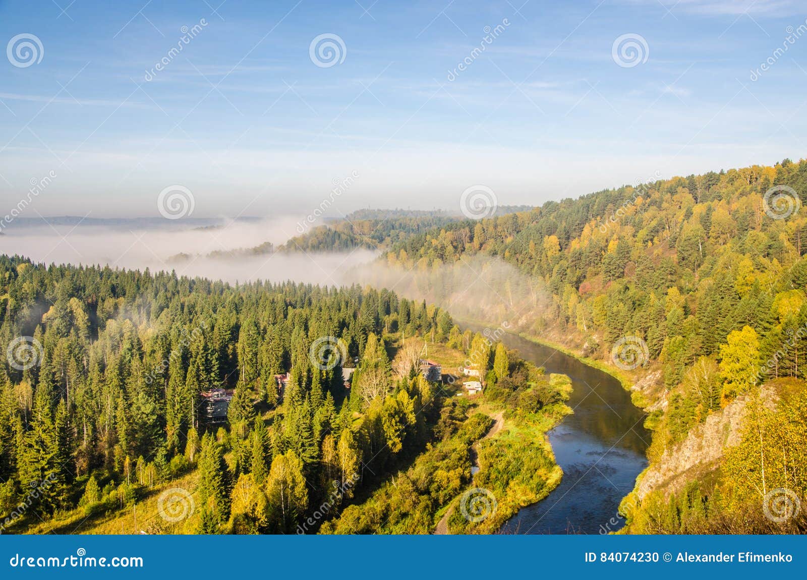 Conifer Tree at the Top in the Morning Mist Stock Photo - Image of ...