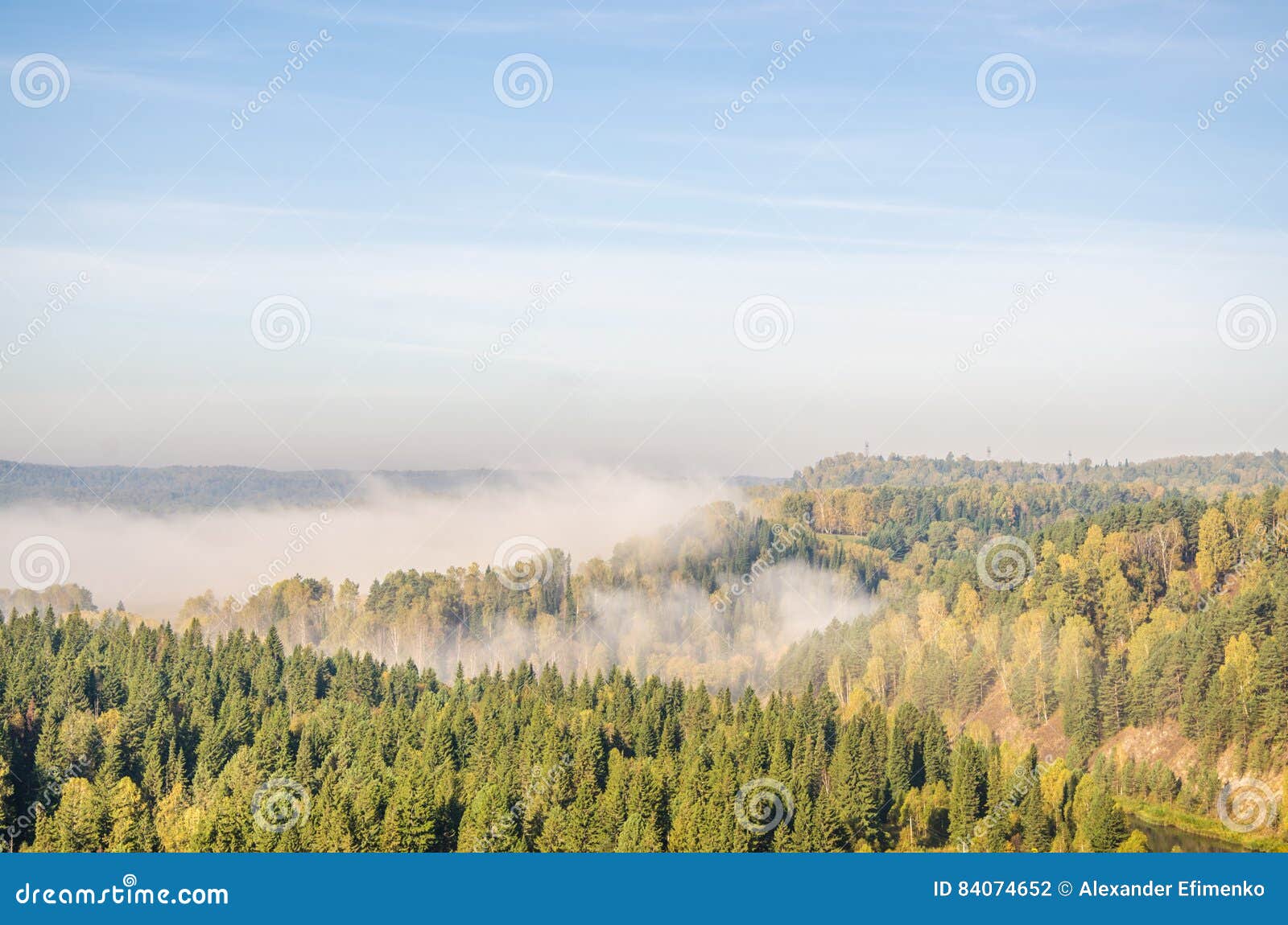 Conifer Tree at the Top in the Morning Mist Stock Photo - Image of ...