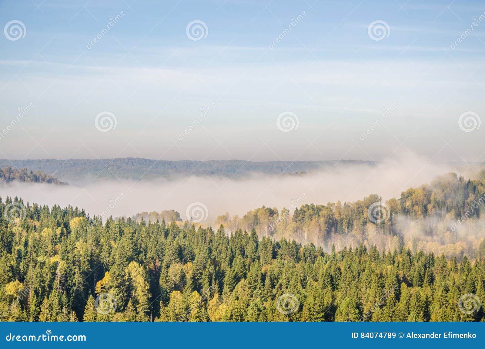 Conifer Tree at the Top in the Morning Mist Stock Image - Image of ...