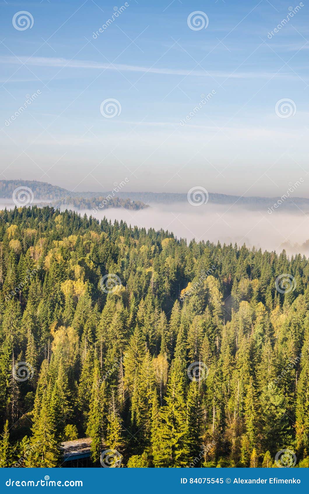 Conifer Tree at the Top in the Morning Mist Stock Image - Image of ...