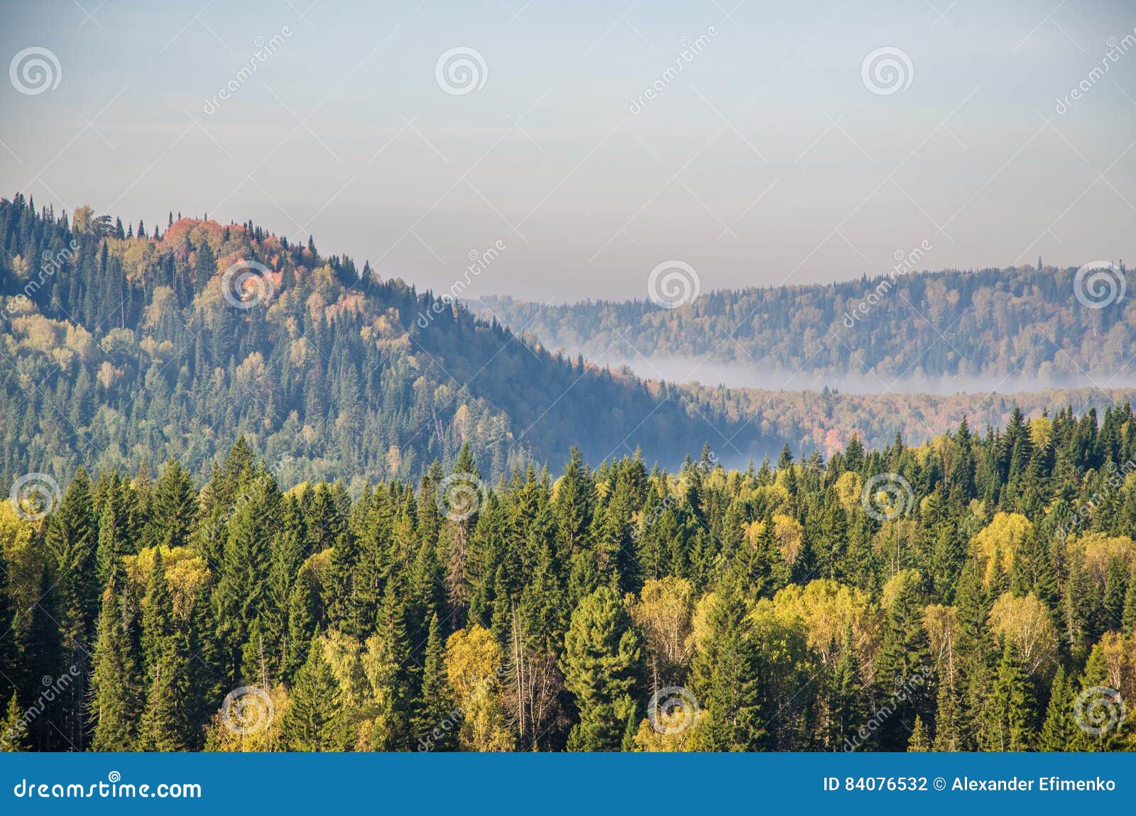 Conifer Tree at the Top in the Morning Mist Stock Photo - Image of ...