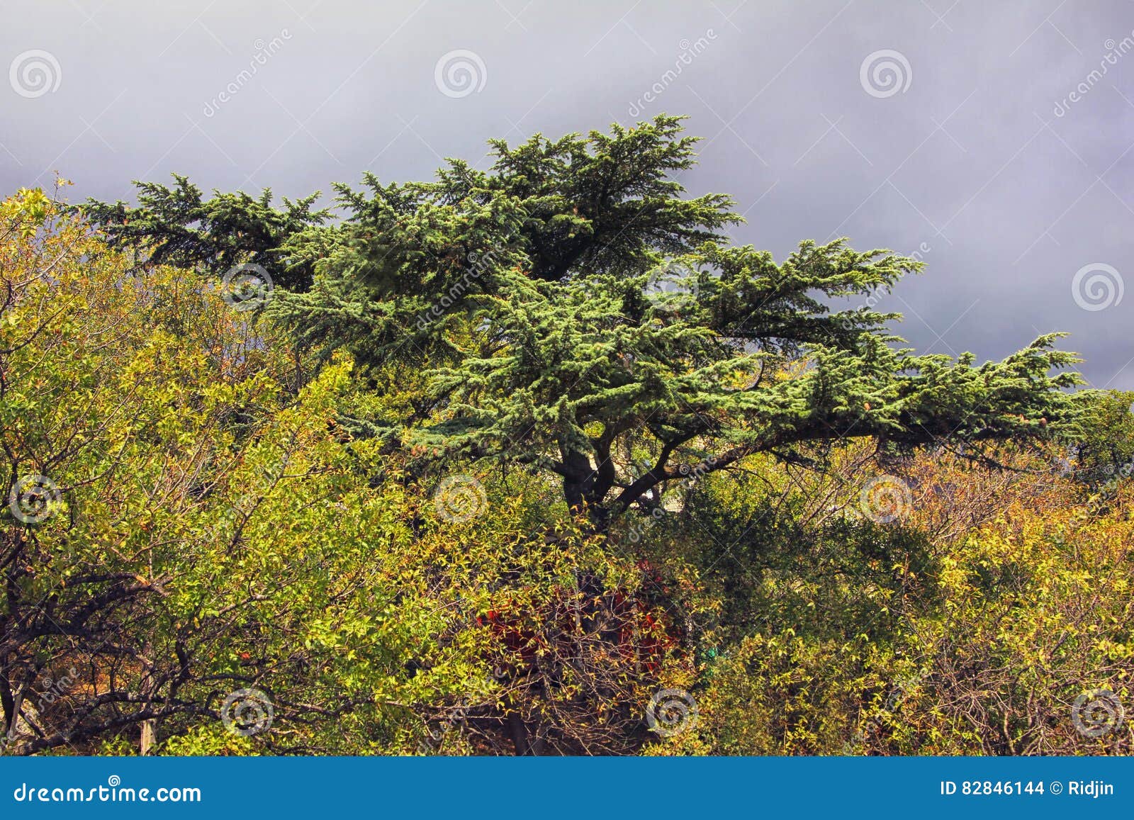 Conifer Tree Towering Above The Bushes Royalty-Free Stock Image ...