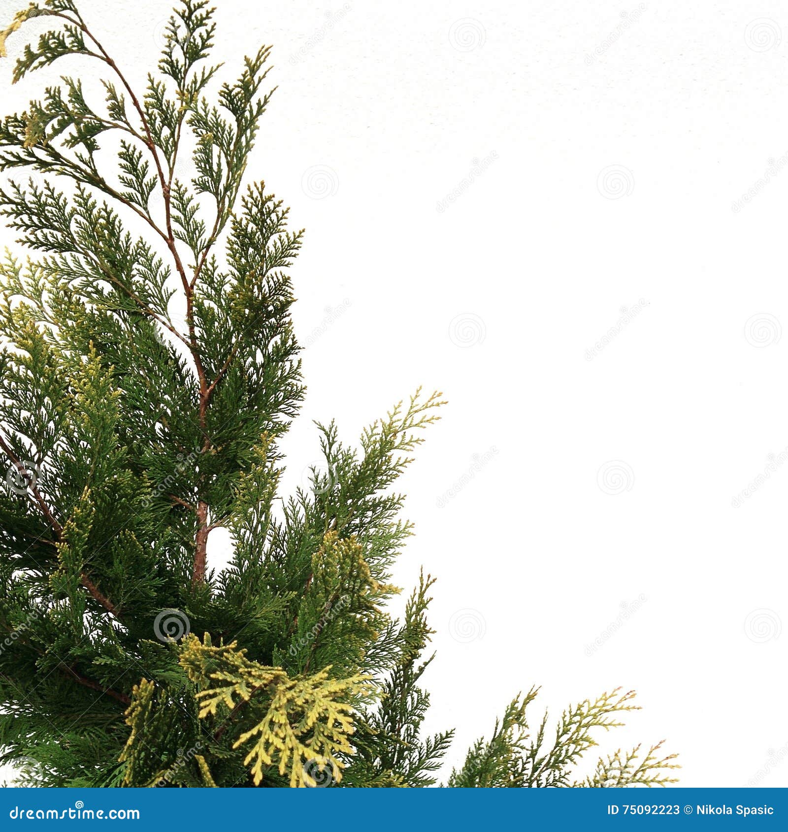 A conifer tree. stock image. Image of detail, gardening - 75092223