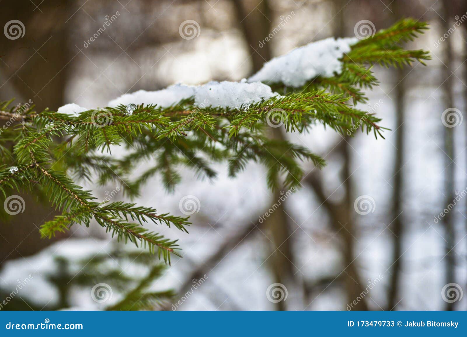 Conifer tree during winter stock image. Image of abstract - 173479733