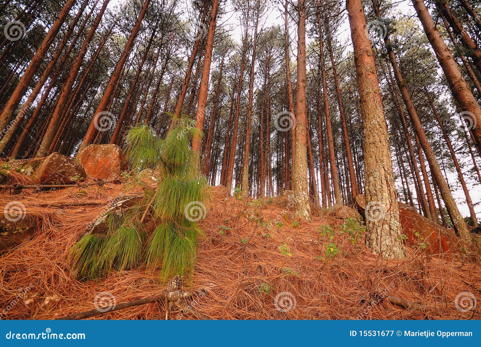 Conifer trees stock image. Image of light, evergreen - 15531677