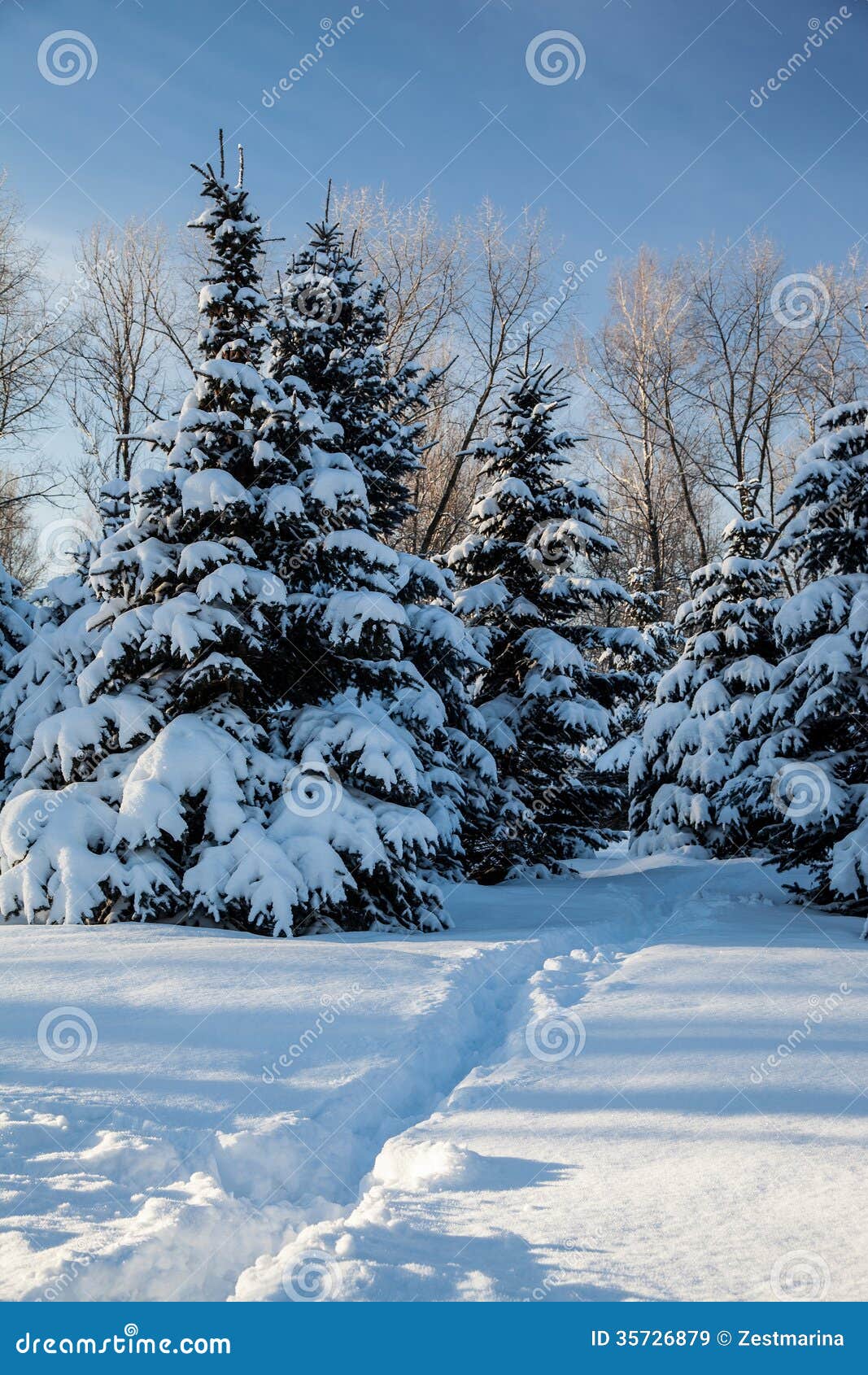 Conifer Trees Covered with Snow Stock Image - Image of cover, needle ...