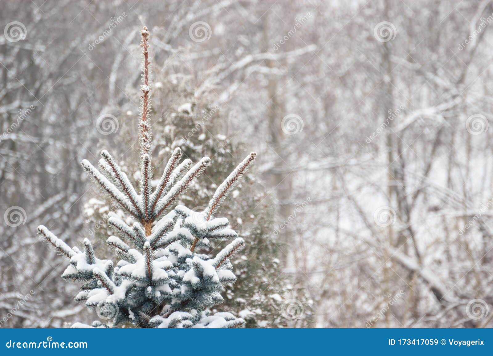 Conifer and Trees Covered with Snow Stock Image - Image of snow ...