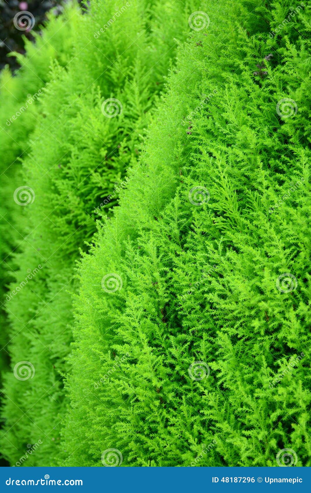Conifer Trees, Juniperus Background. Stock Photo - Image of conifer ...