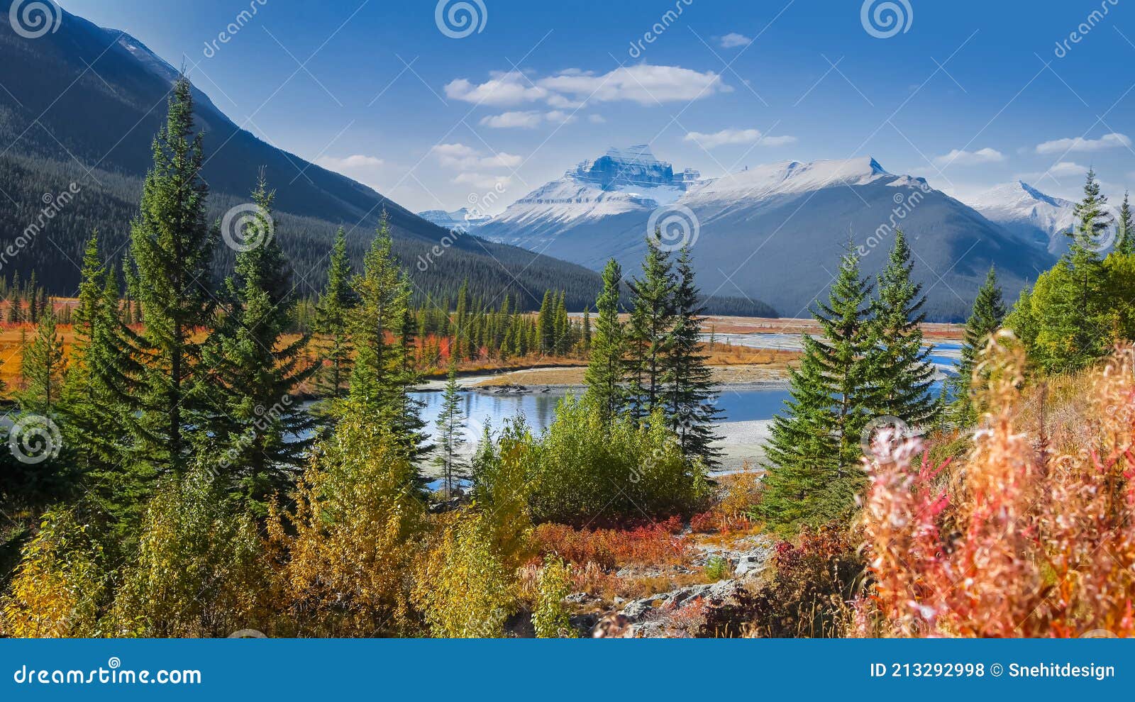 Conifer Trees by River at Banff National Park Stock Photo - Image of ...