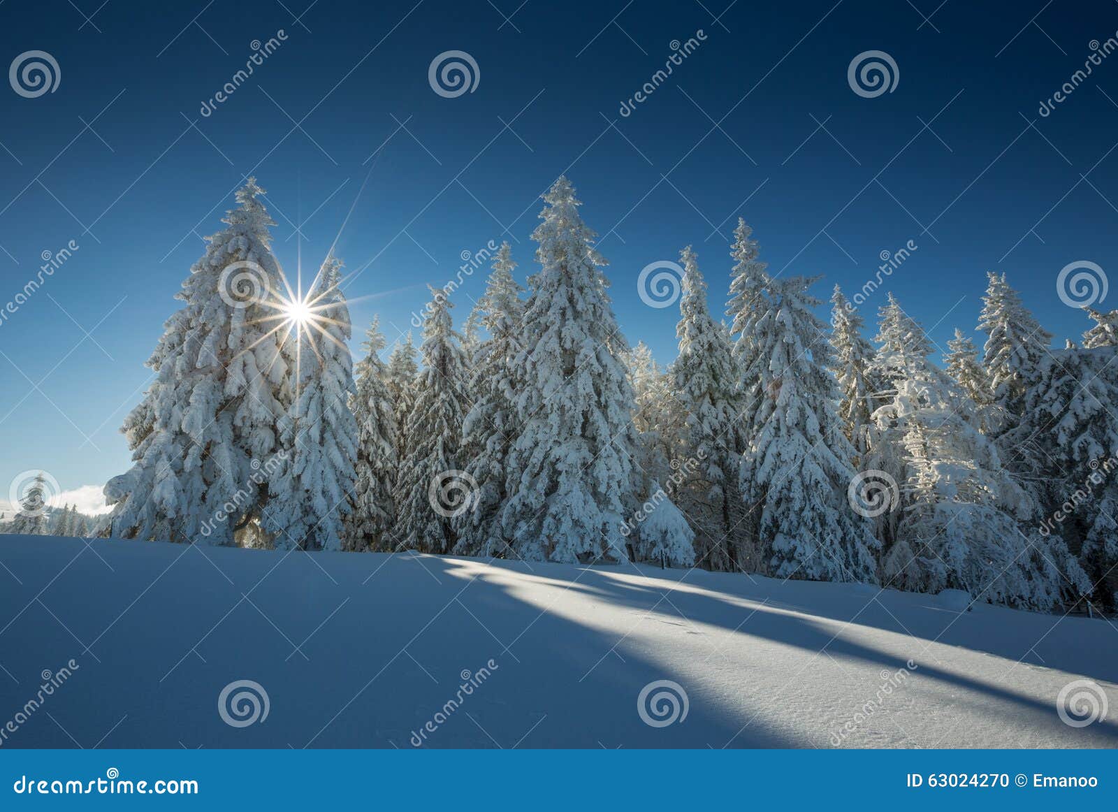 7,243 Black Forest Germany Trees Stock Photos - Free & Royalty-Free ...