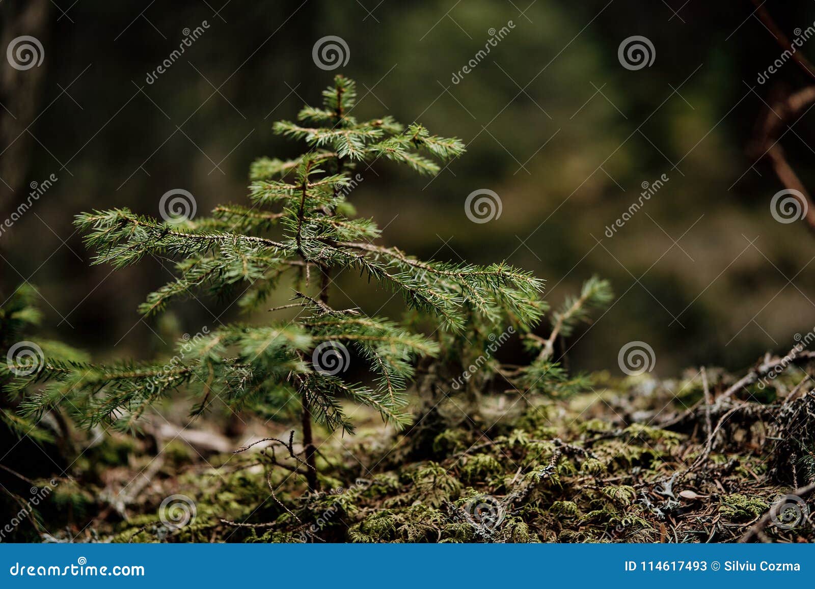 Coniferae, fir tree stock image. Image of morning, grown - 114617493