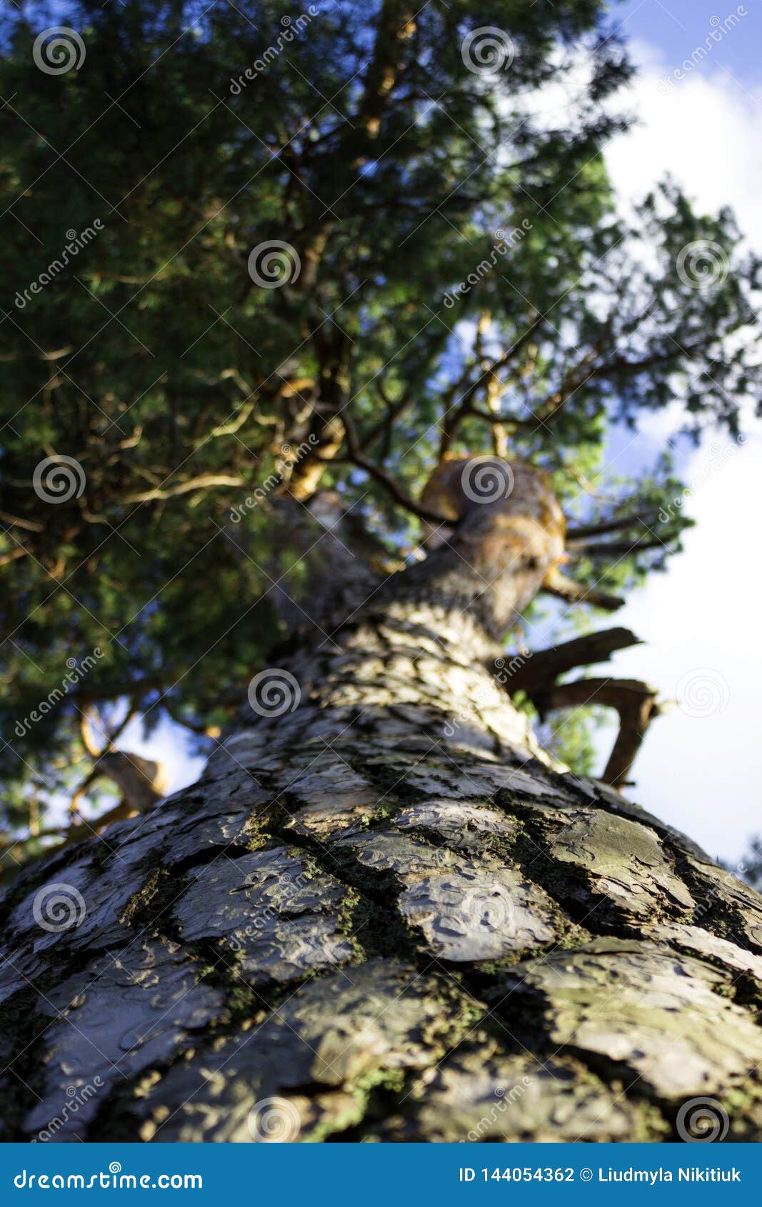 Coniferous Bark Close-up, View of the Pine Tree from Top To Bottom ...