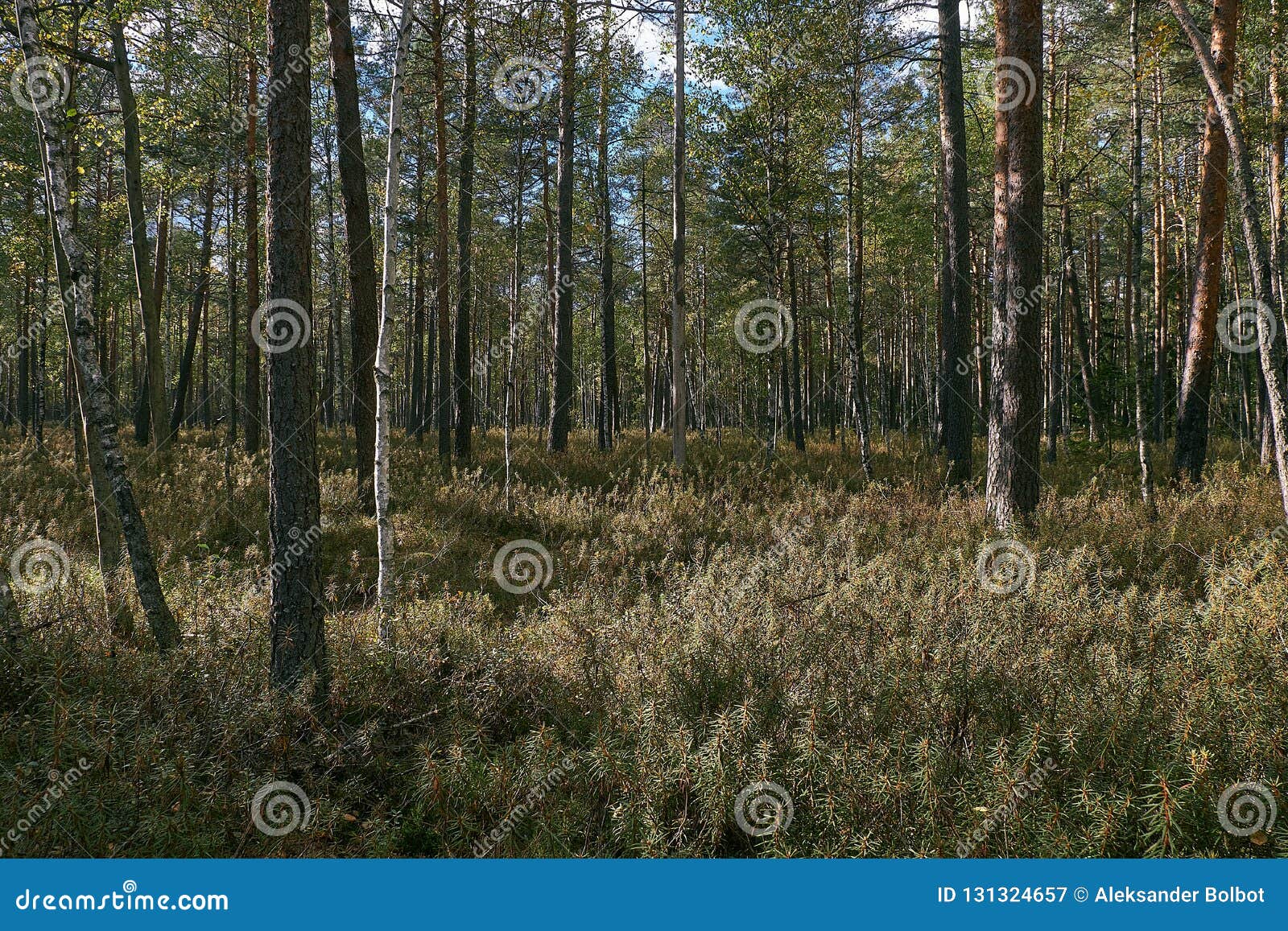 Coniferous Bog Forest in Autumn Stock Image - Image of wood, unesco ...