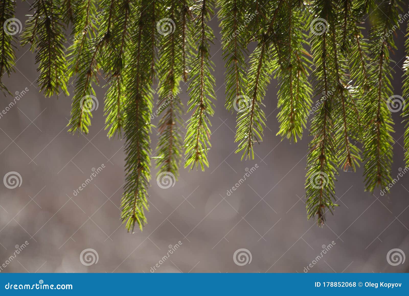 Spruce branches hang down. stock photo. Image of rays - 178852068