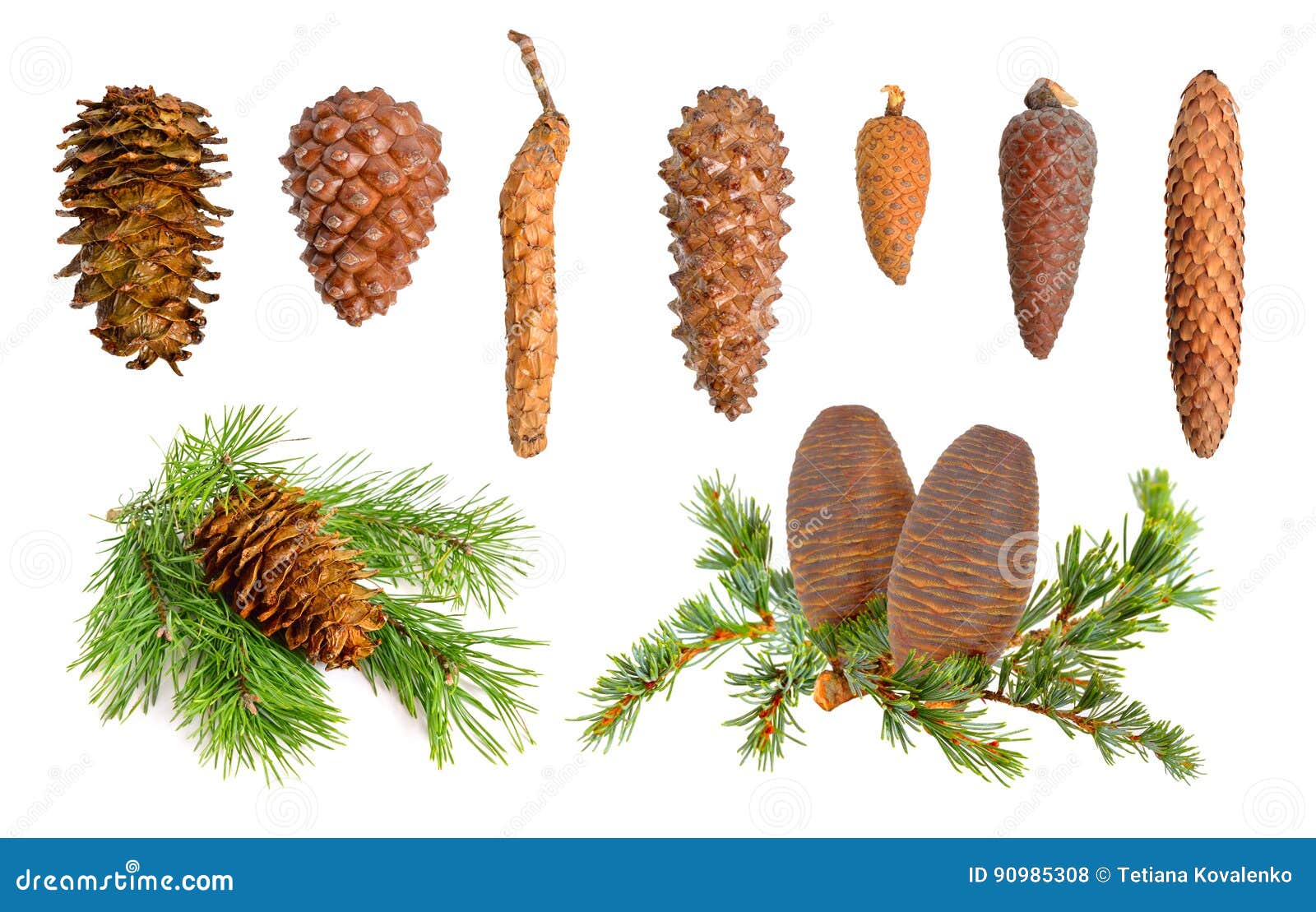 Coniferophyta Stock Illustrations – 2 Coniferophyta Stock Illustrations ...