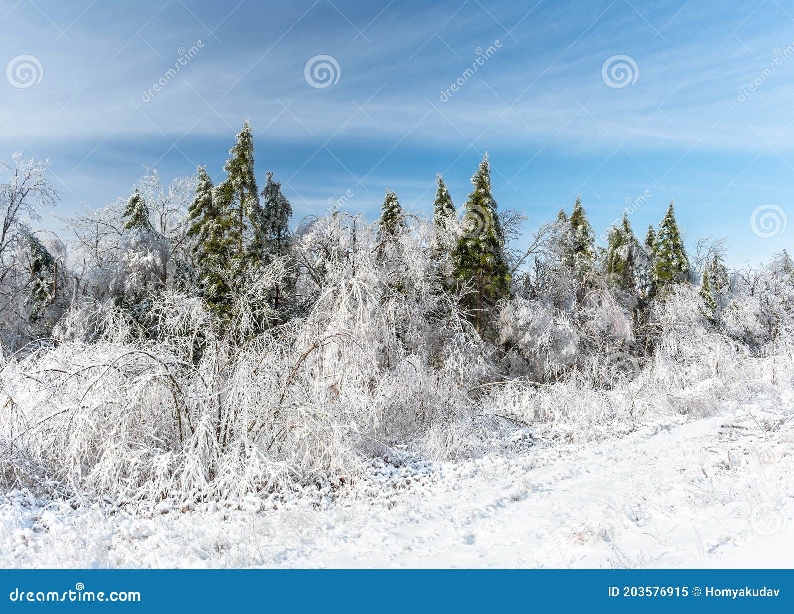 Coniferous and Deciduous Trees Covered with Snow Stock Image - Image of ...