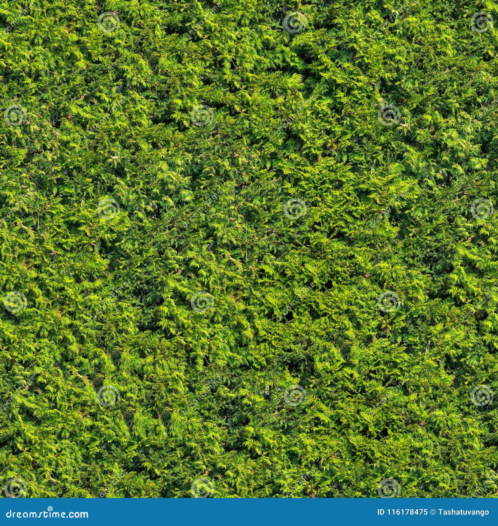 Coniferous Evergreen Tree with Small Leaves. Stock Image - Image of ...