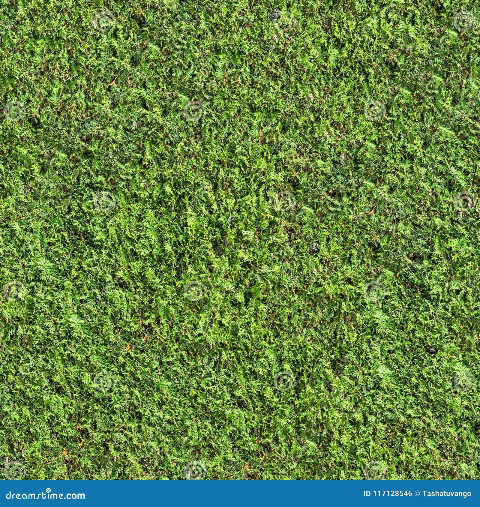 Coniferous Evergreen Tree with Small Leaves. Stock Photo - Image of ...