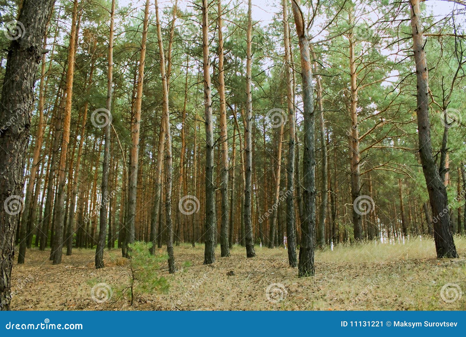 Coniferous forest stock image. Image of growth, beautiful - 11131221