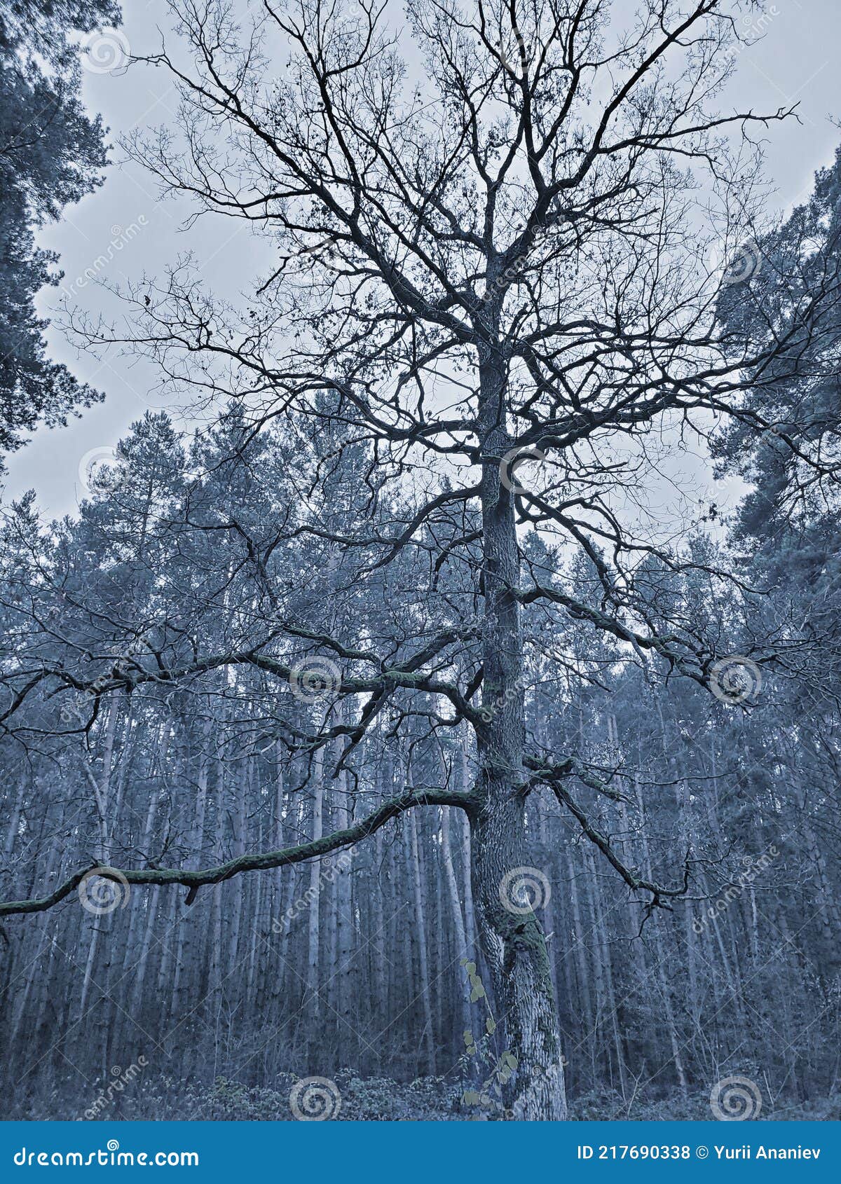 Old spooky pine (v2) stock photo. Image of branch, winter - 217690338