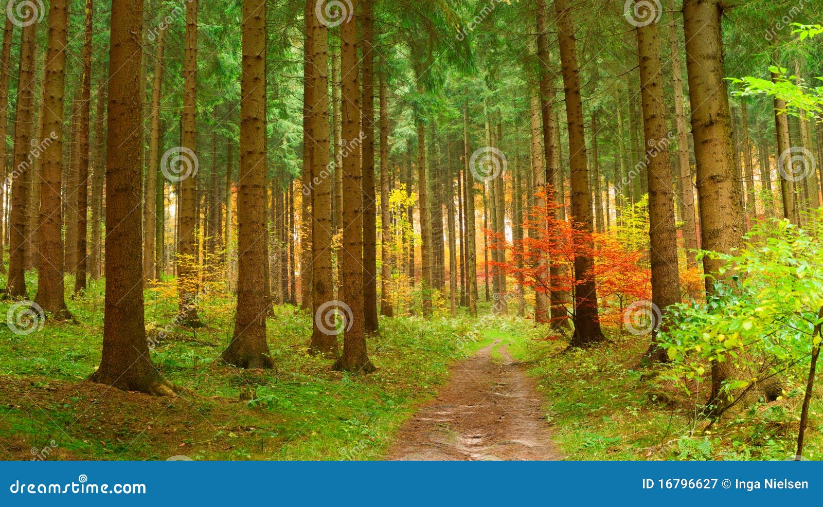 Coniferous Forest in Autumn Stock Image - Image of conifers, spruce ...
