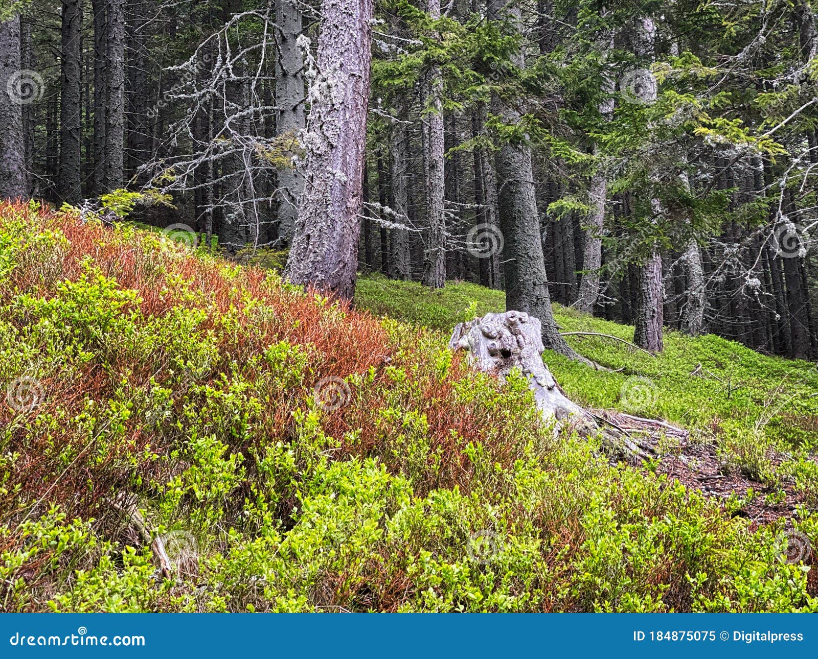 Coniferous Forest stock image. Image of growth, aerea - 184875075