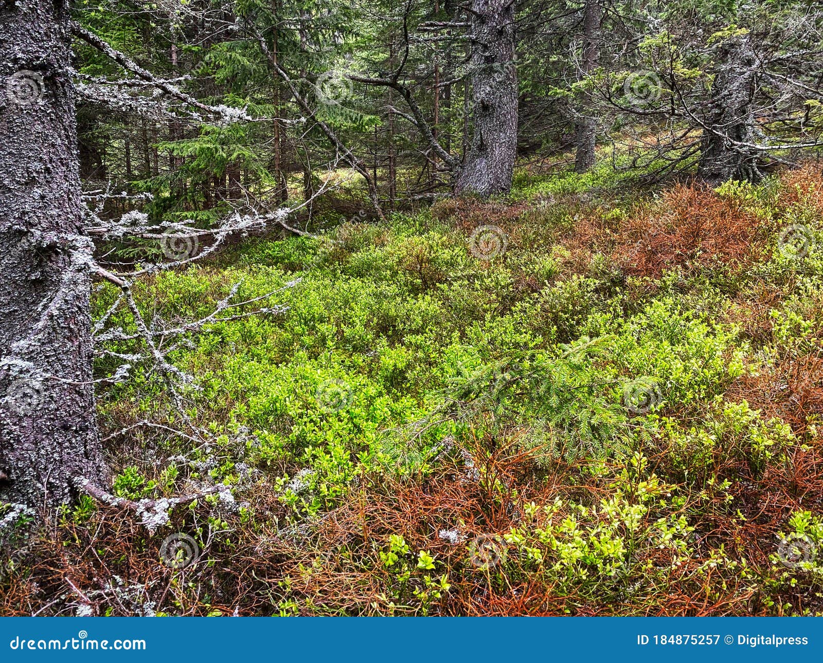 Coniferous Forest stock image. Image of plant, coniferous - 184875257