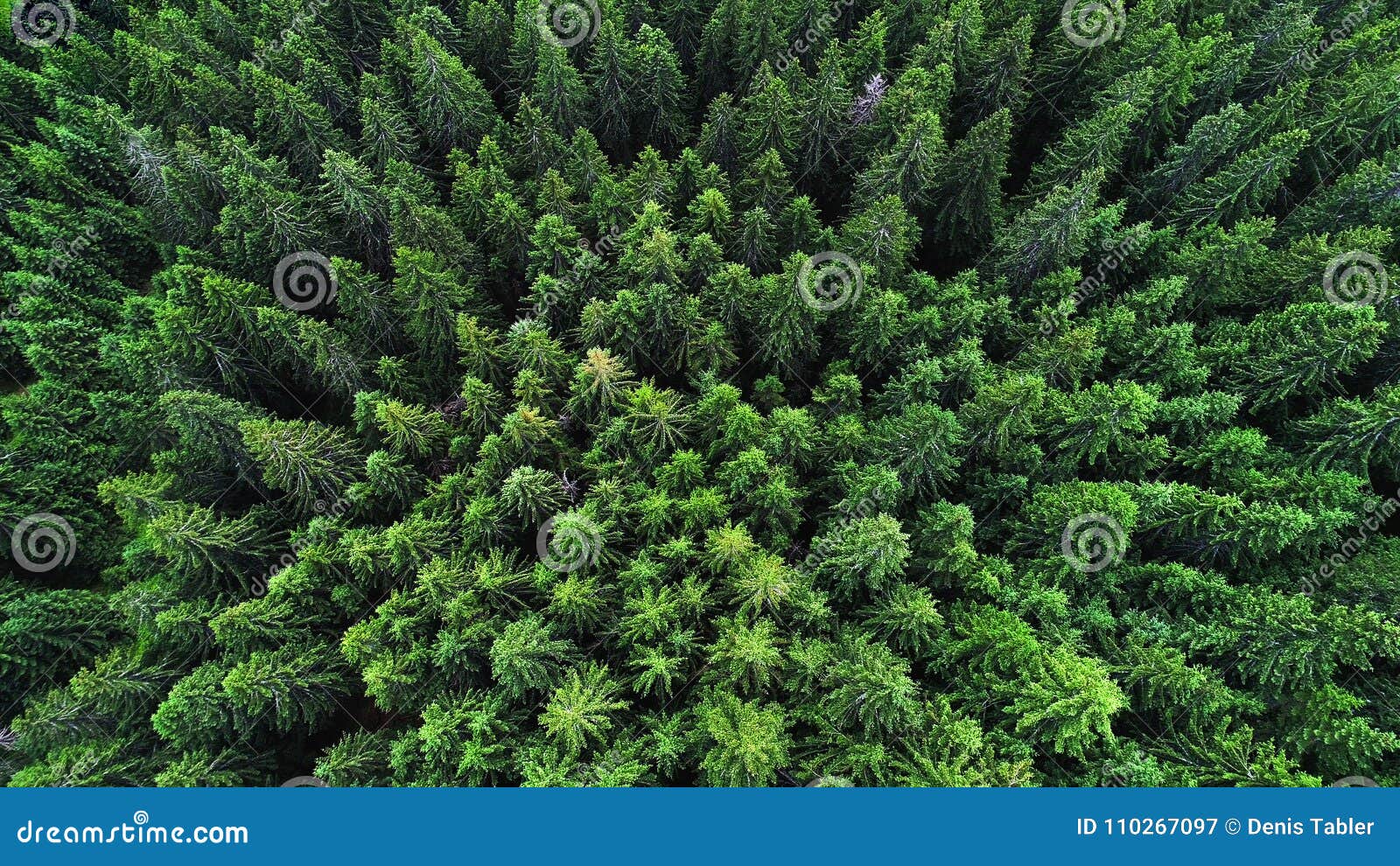 Coniferous forest stock image. Image of terrain, green - 110267097