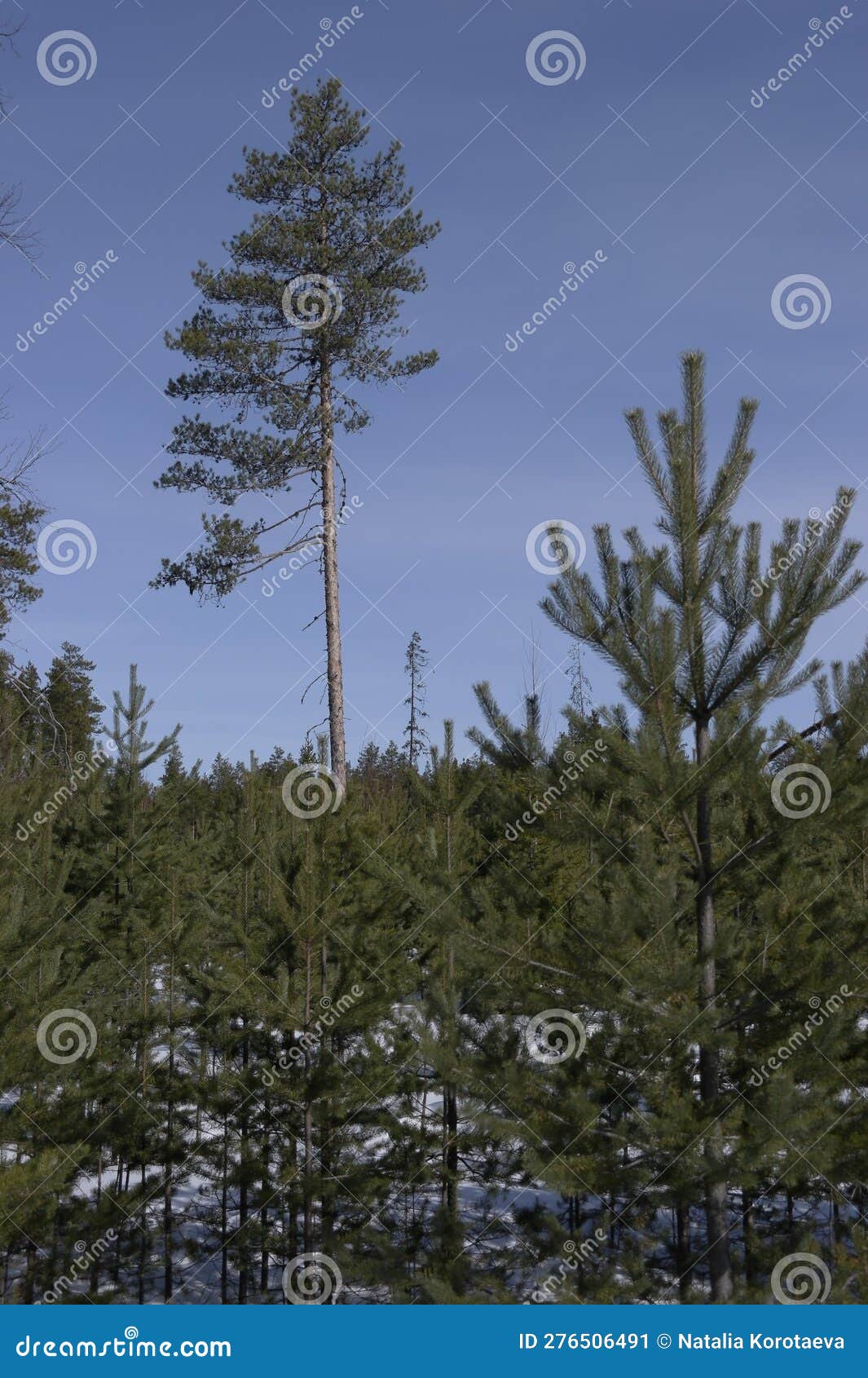 Coniferous Forest in Early Spring Stock Image - Image of branch, forest ...