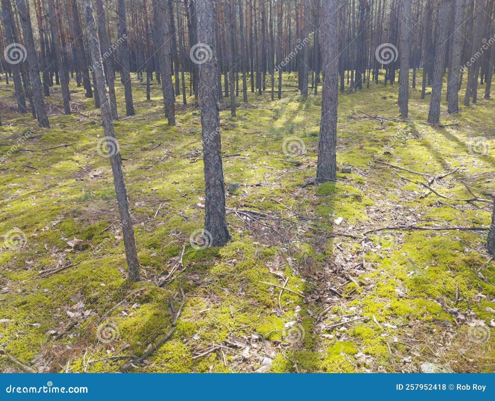 Coniferous forest stock photo. Image of leaf, meadow - 257952418