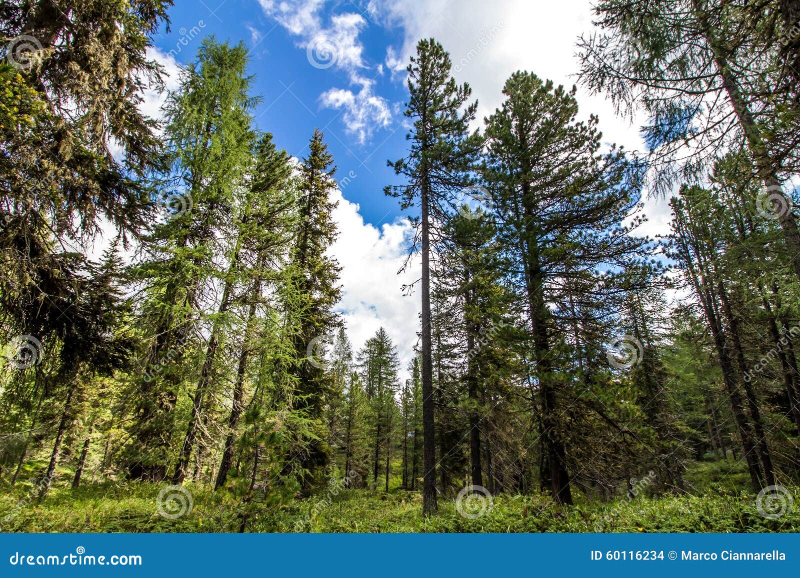 Coniferous forest stock photo. Image of natural, botany - 60116234