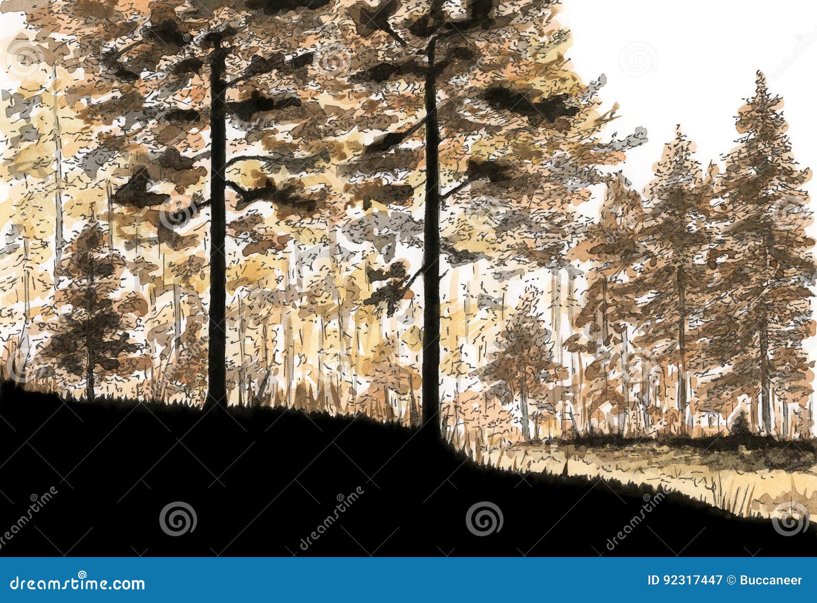 Coniferous forest stock image. Image of nature, drawing - 92317447
