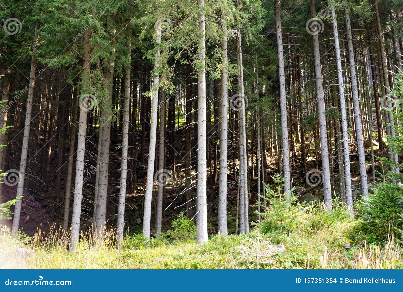 Forest Landscape. Forest with Tall, Even Trunks of Pine Trees on the ...