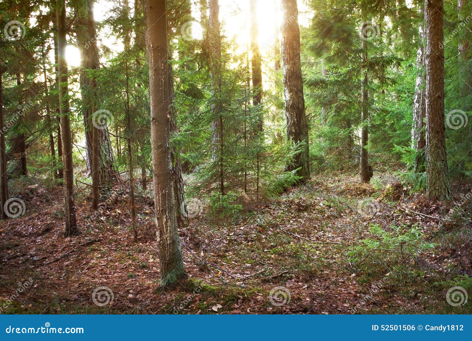 Coniferous Forest in Morning Light Stock Photo - Image of freshness ...