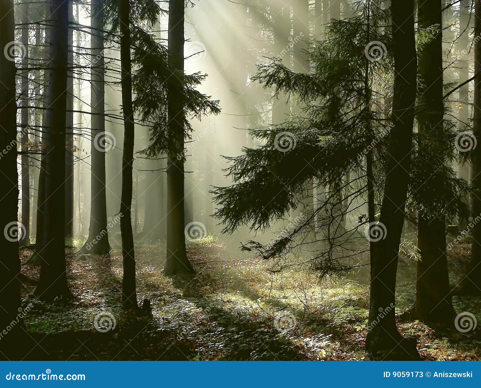 Coniferous Forest with Morning Sun Rays Stock Image - Image of land ...