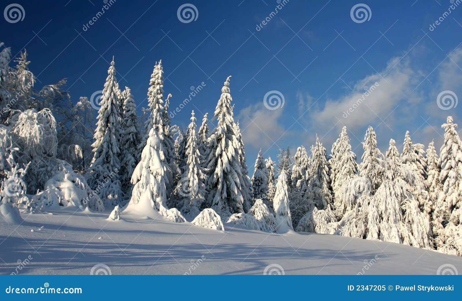 Coniferous Forest On The Mount Royalty-Free Stock Photography ...