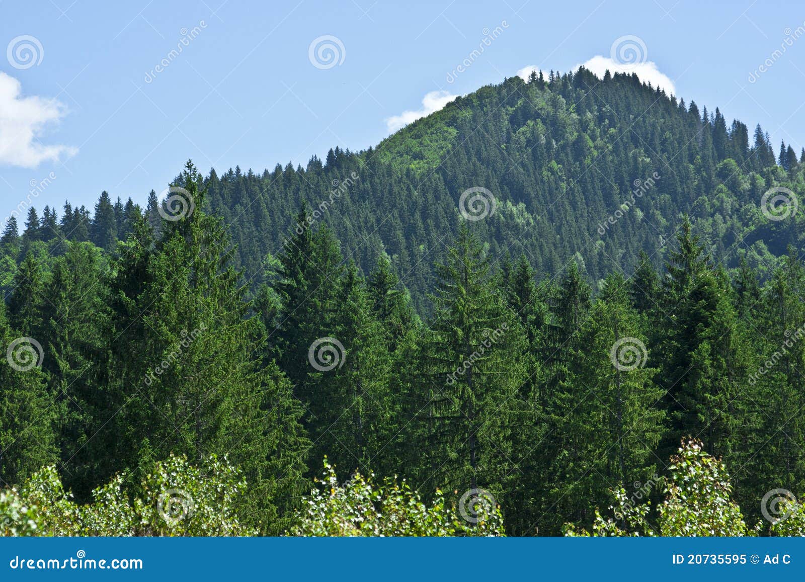 Coniferous Forest on the Mountain Stock Image - Image of curve, left ...