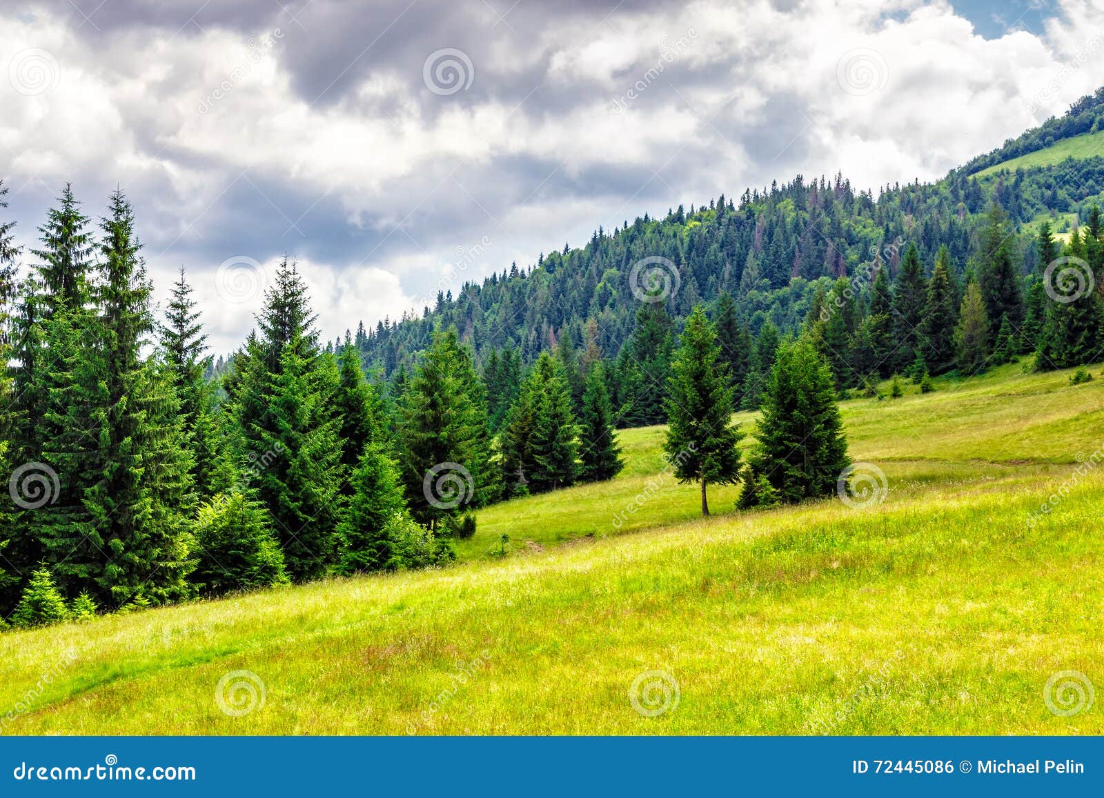 Coniferous Forest on a Mountain Hill Side Stock Photo - Image of spruce ...
