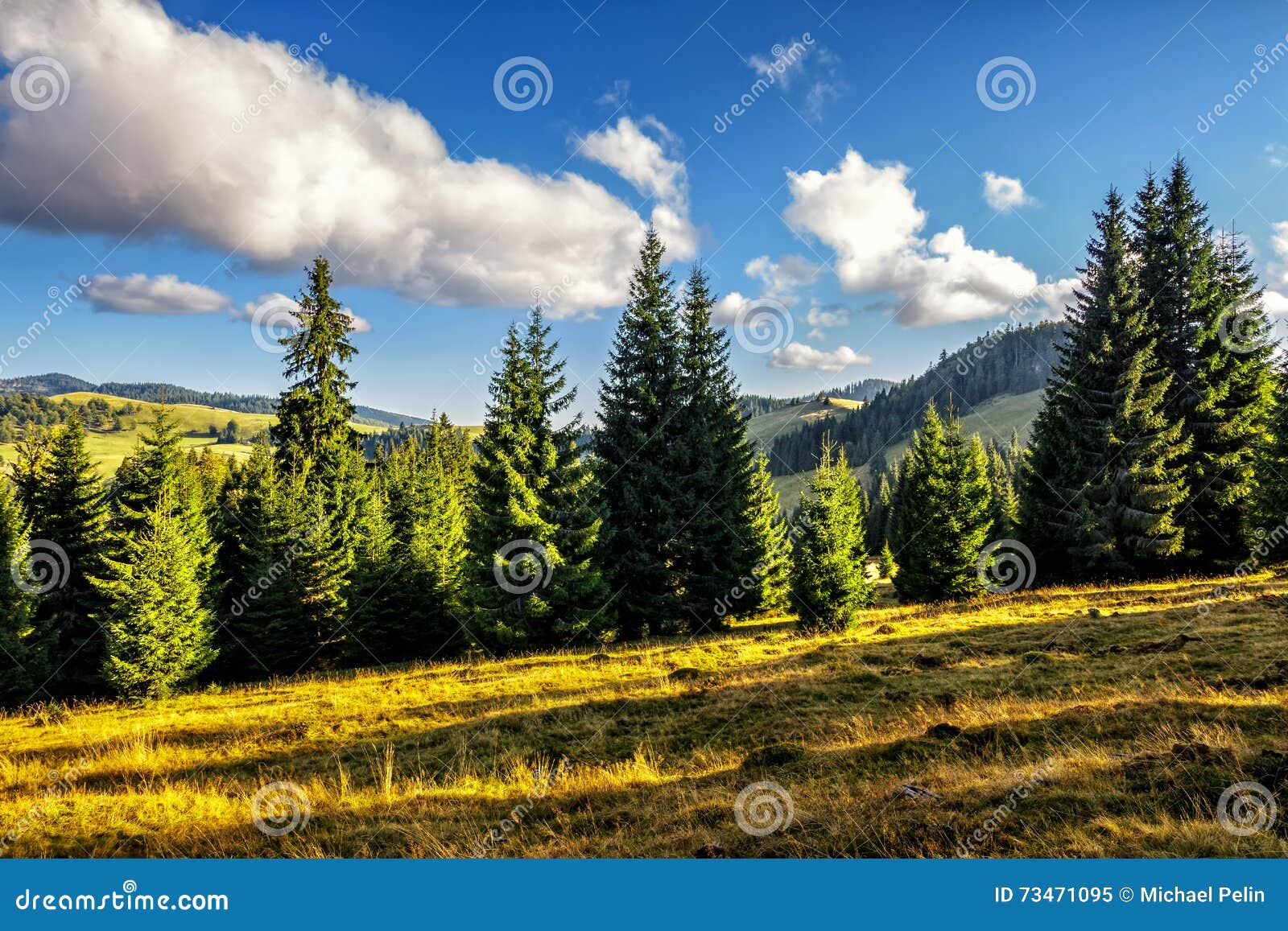 Coniferous Forest on a Mountain Hill Side Stock Image - Image of grass ...