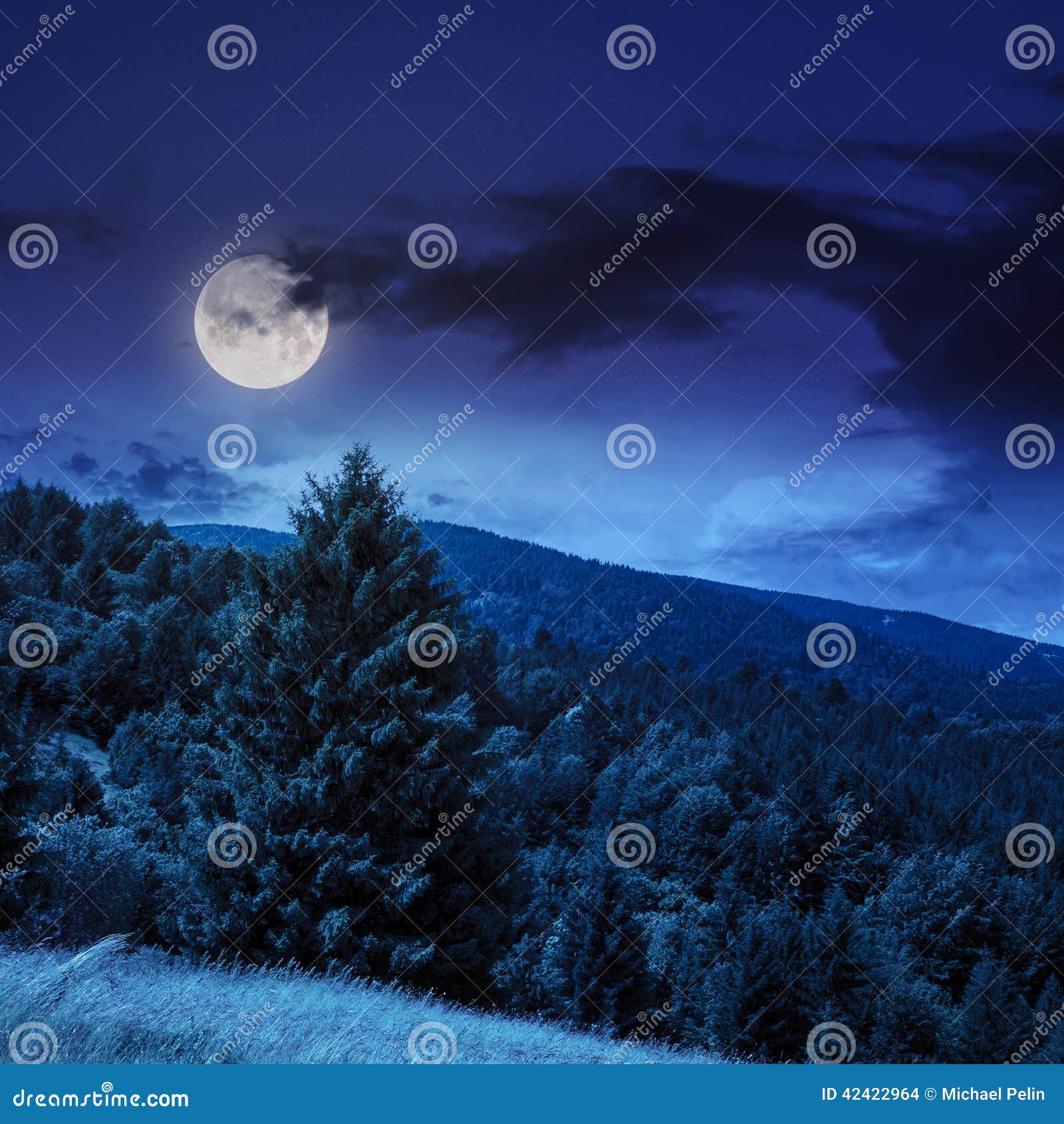 Coniferous Forest on a Mountain Slope at Night Stock Photo - Image of ...