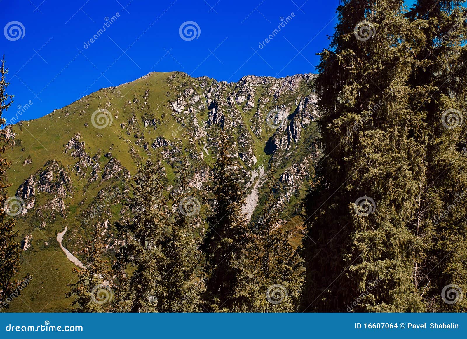 Coniferous Forest in the Mountains Stock Photo - Image of aerial ...