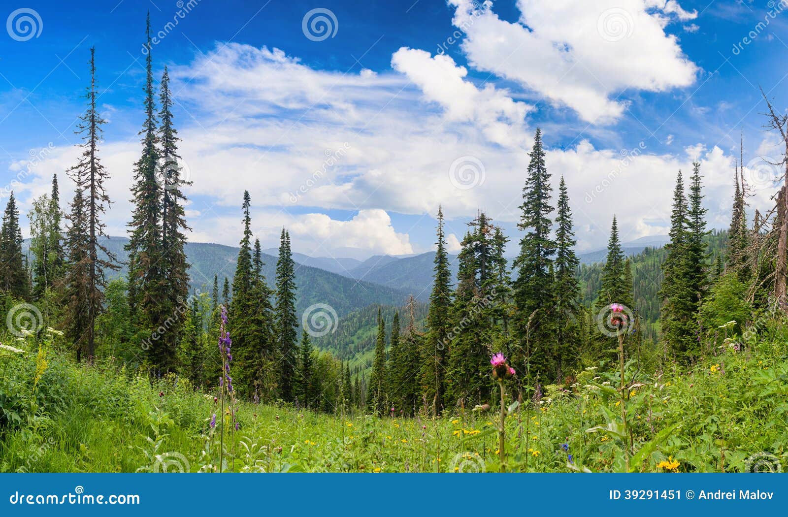 Coniferous Forest in the Mountains Stock Image - Image of mountains ...