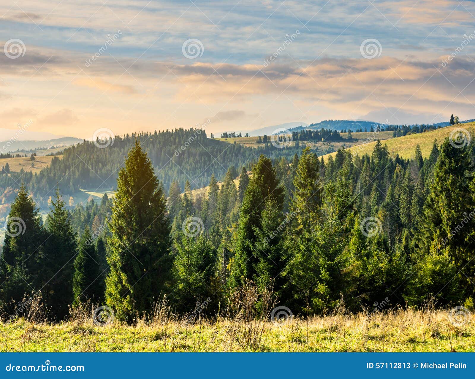 Coniferous Forest in Mountains at Sunrise Stock Image - Image of ...