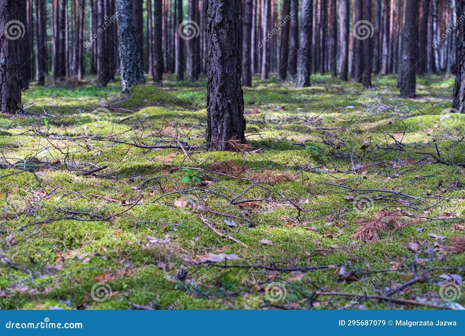Coniferous Forest in Poland, Europe, Tree Trunks and Undergrowth Stock ...