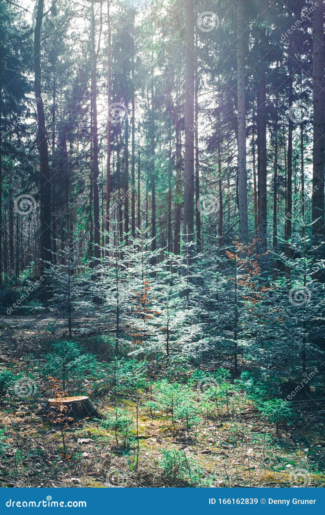 A Coniferous Forest in Spring Stock Image - Image of green, freshness ...